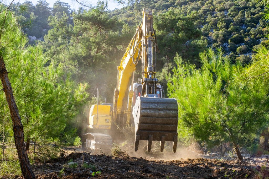 Forest Conservation & Tree Assessment Services | ECS