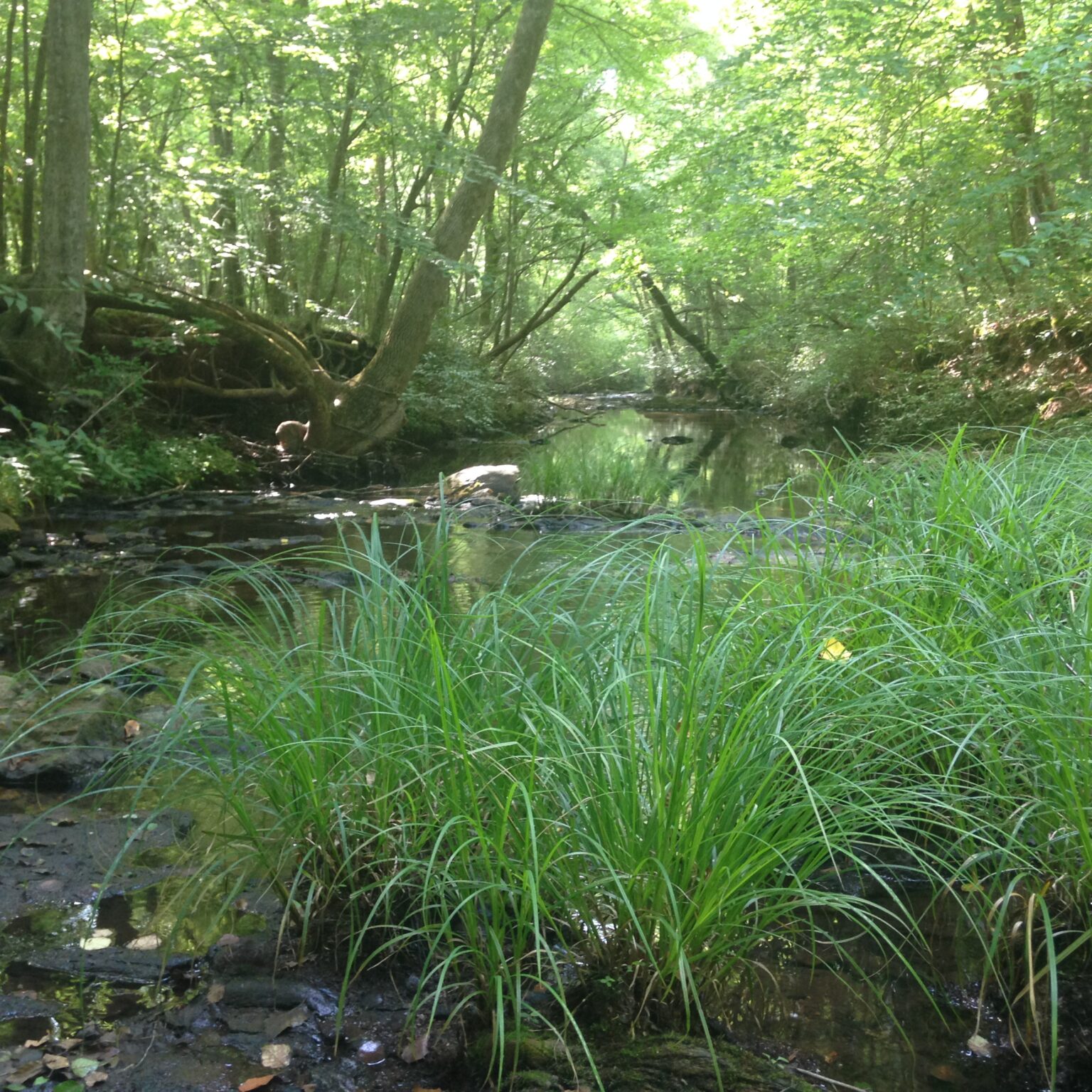 Wetland and Stream Permitting | ECS