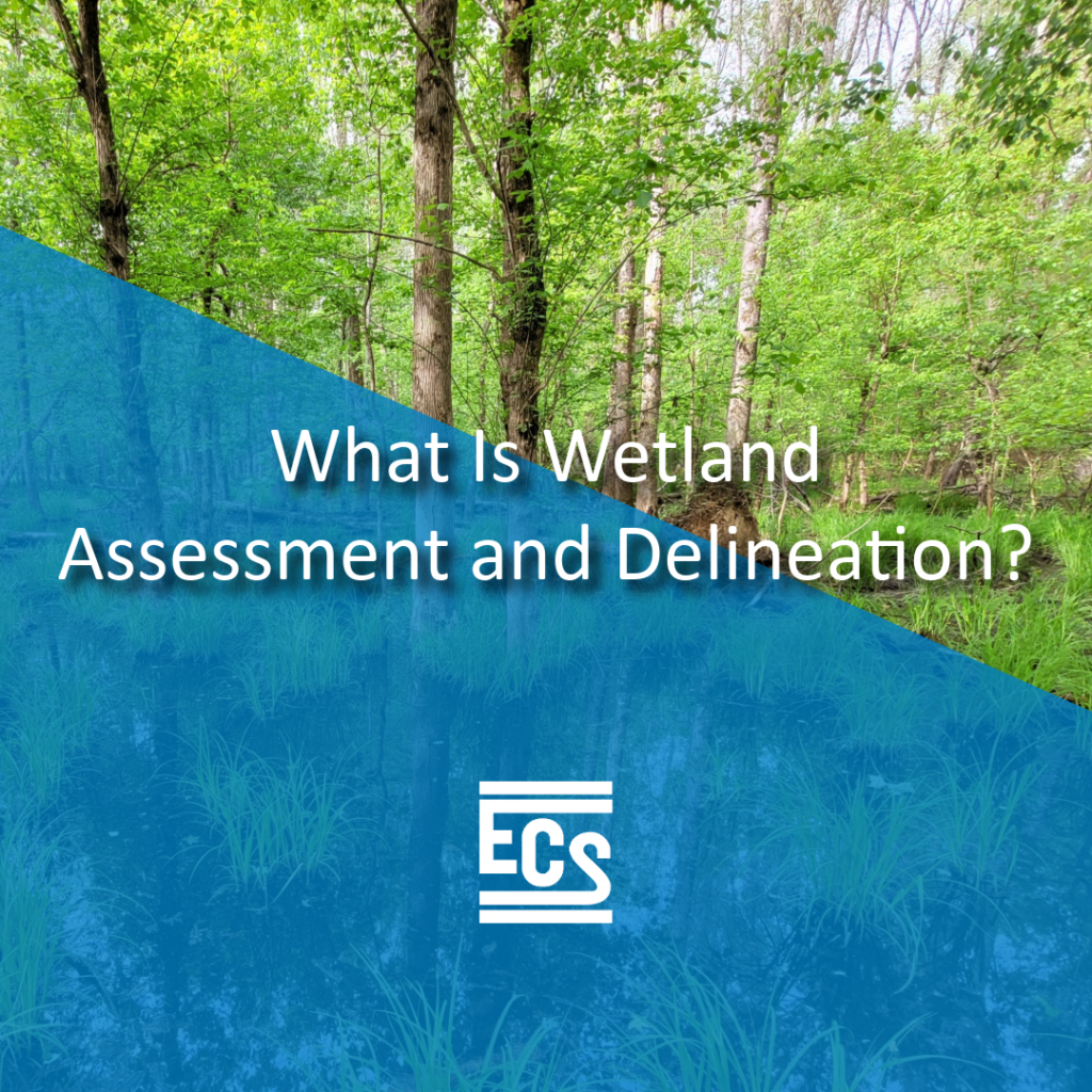 Wetland Assessment + Delineation: What, How + Why | ECS